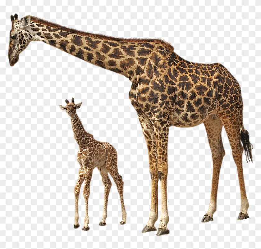 Book Of Natural History [book] - Free Transparent PNG Clipart Images ...